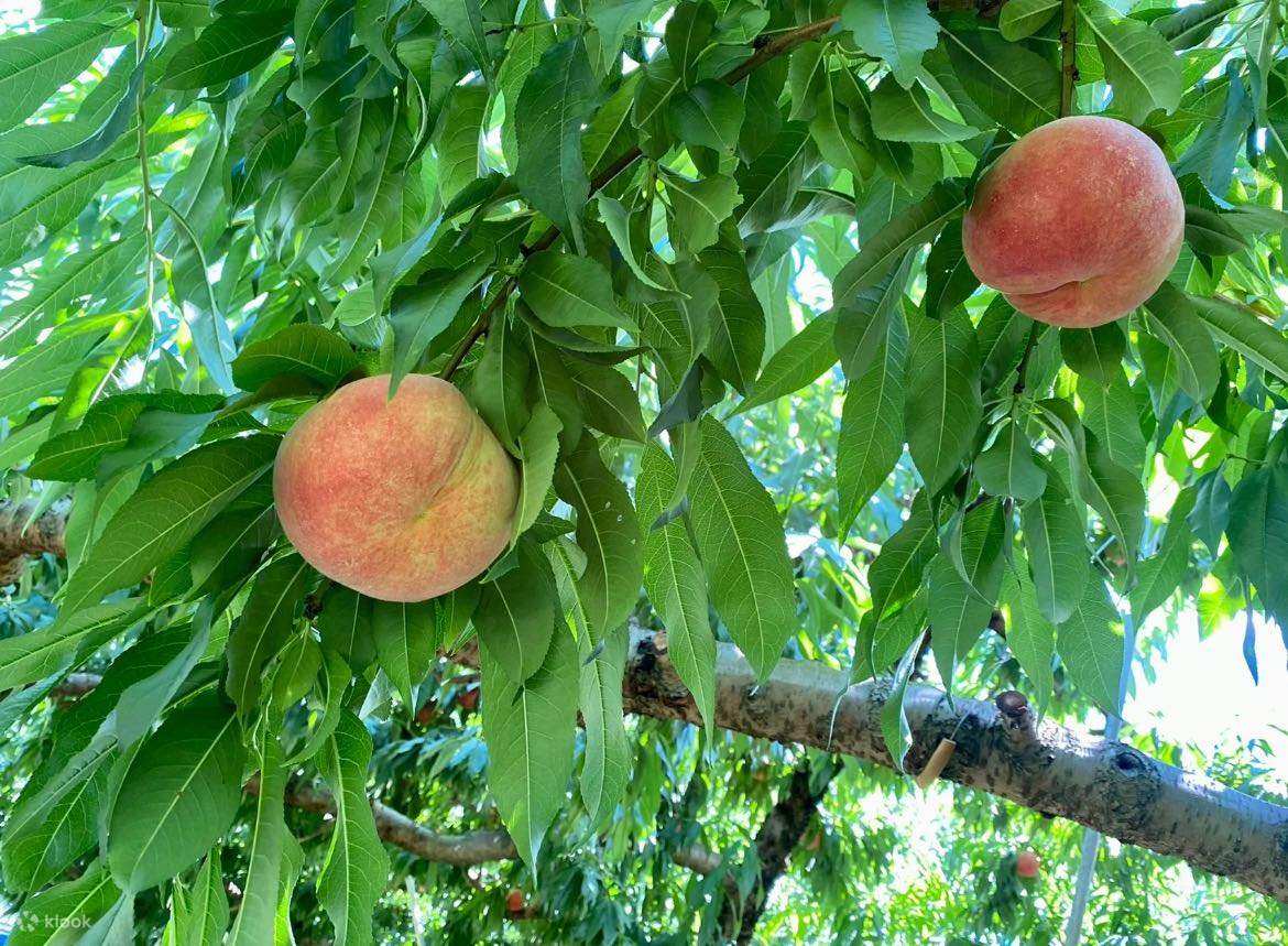 Yoichi Fruit Picking & Shakotan Peninsula Kamui One-day In-Depth Tour ...