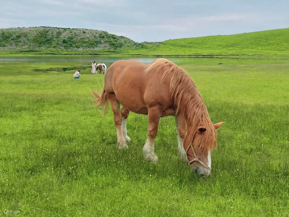 Mount Aso, Kyushu | Kamishikimi Kumanoza Shrine & Mount Aso & Kusasenri ...