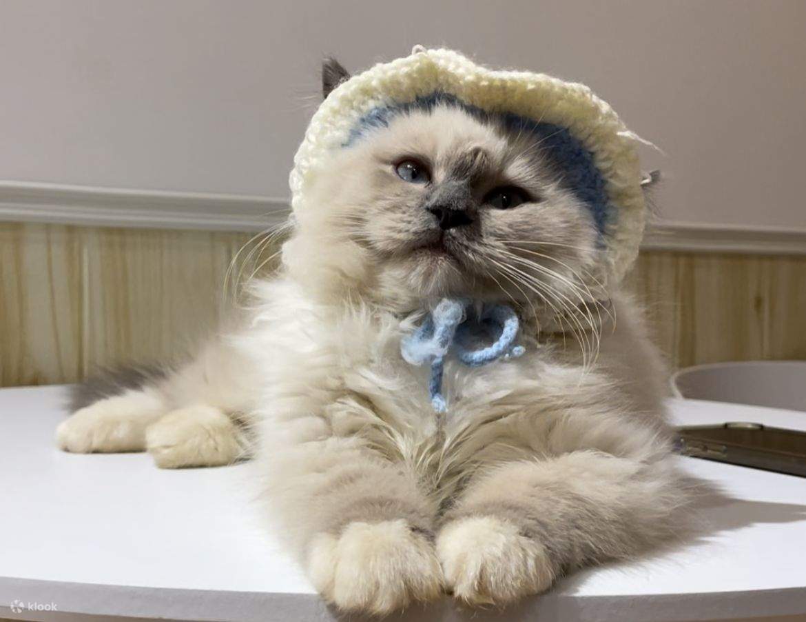Kafe Kucing Jepang Zenzoo - Klook Indonesia