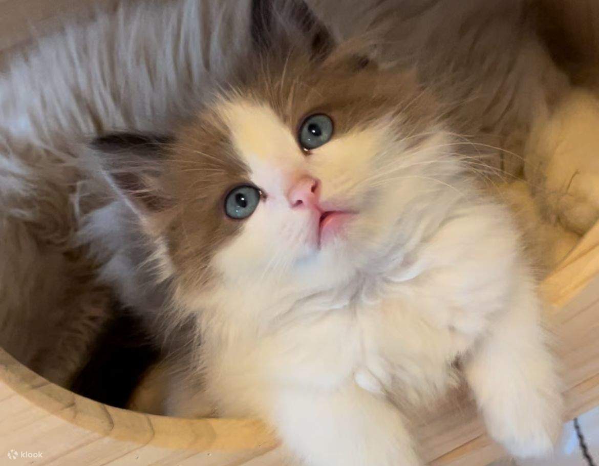 Zenzoo Japanese Cat Cafe - Klook