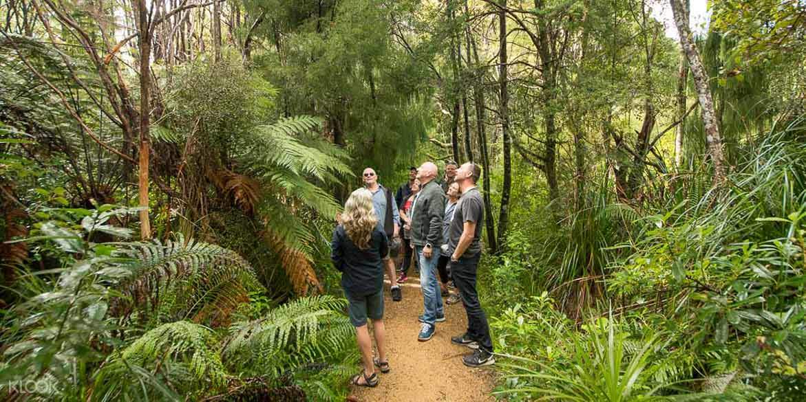 Join a day tour to West Auckland's coast and rainforest! - Klook Australia