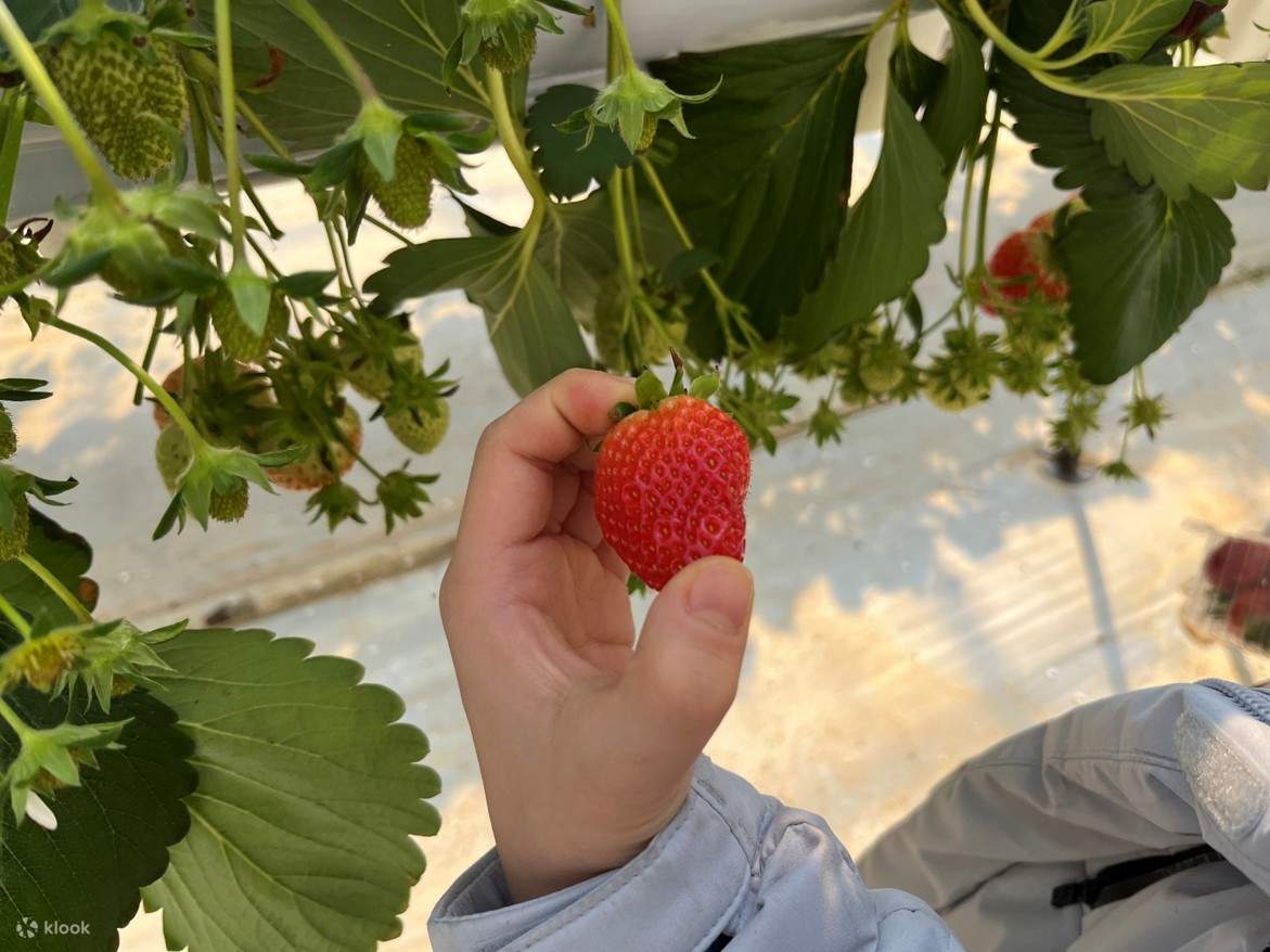 Elysian Ski & Nami Island & Eobi Ice Valley Day Tour from Seoul - Klook ...