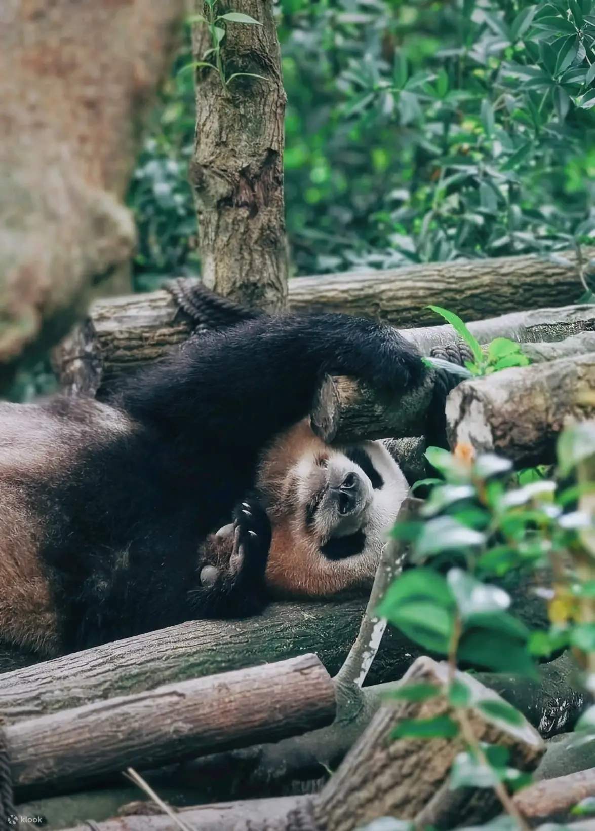 Chengdu, Sichuan: Mount Qingcheng & Dujiangyan Panda Valley Day Tour ...