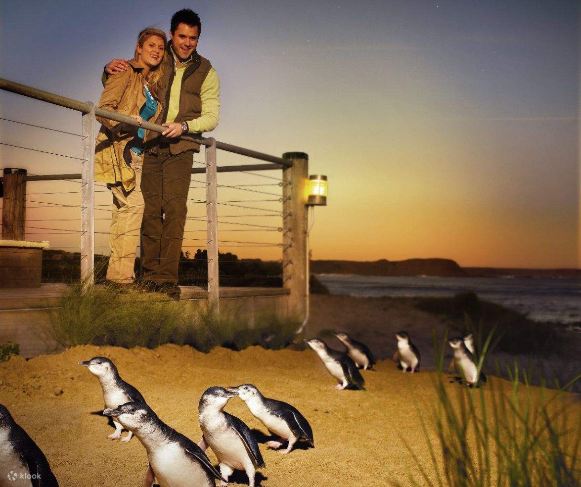 Melbourne Magic City Discovery & Penguin Parade Day Tour - Klook
