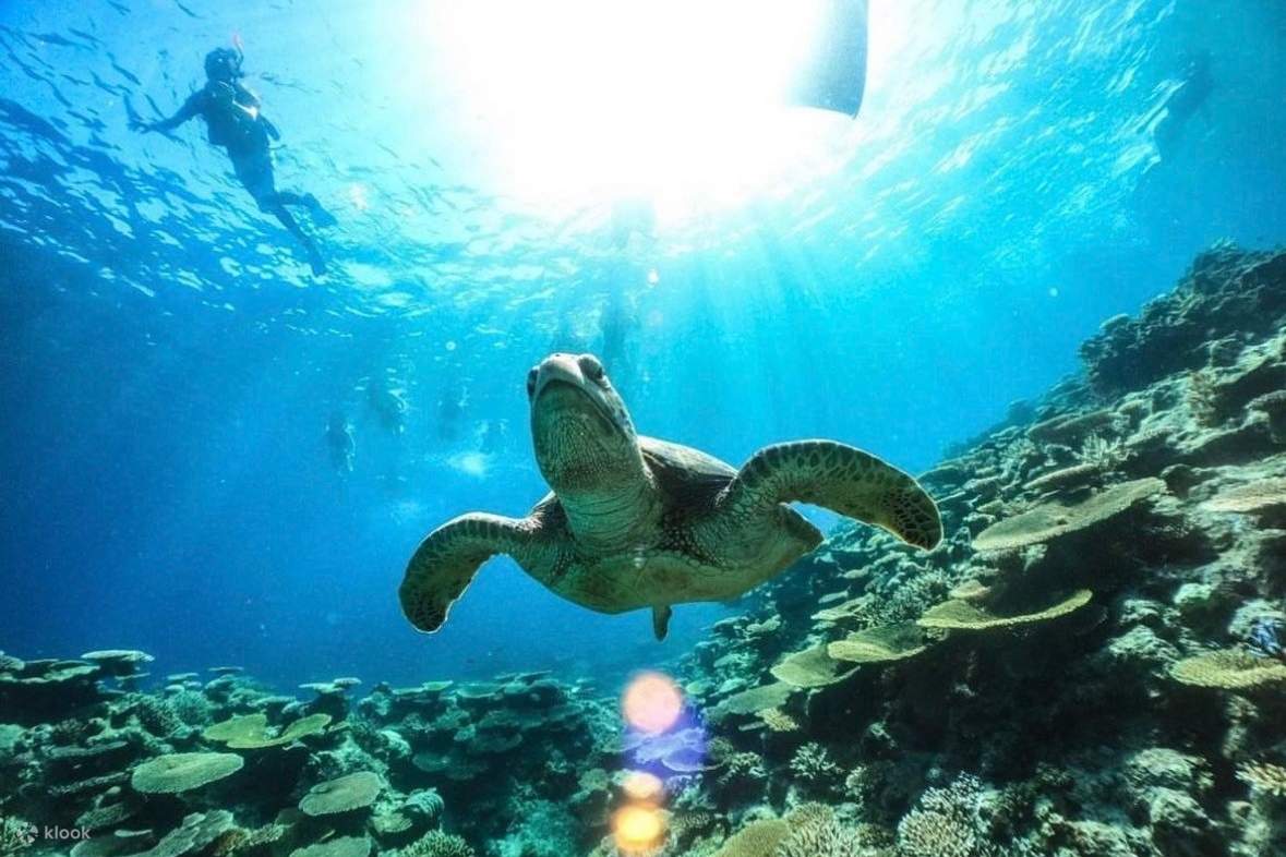 Iriomote Island Yubu Island sightseeing & selectable activity 1 day ...