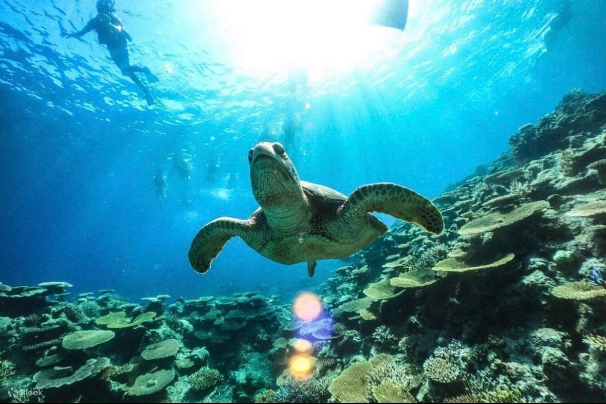 Iriomote Island Barasu Island Snorkeling & SUP o Canoa tra le Mangrovie ...