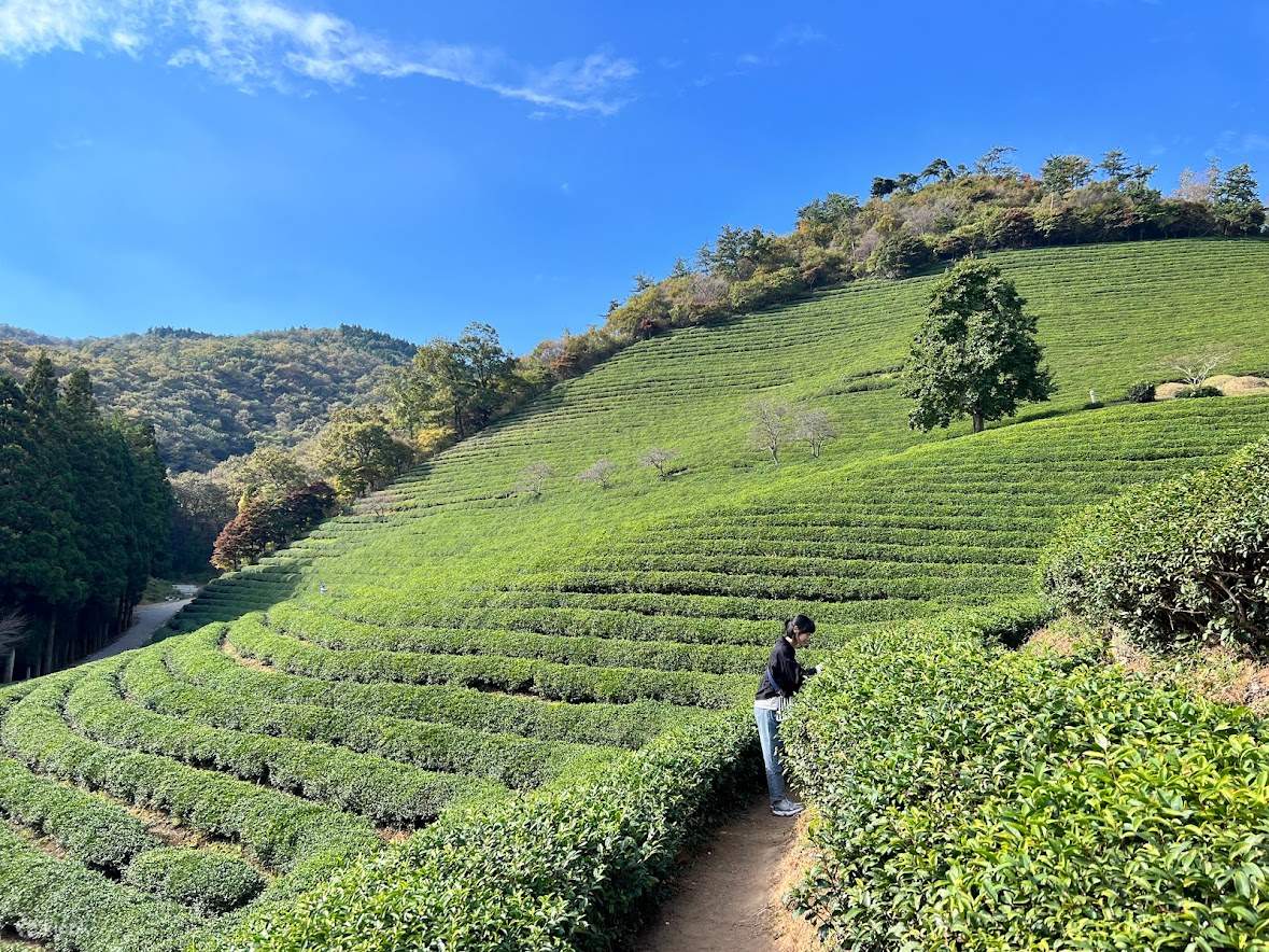 Boseong and Gangjin Green Tea Plantation One Day Tour from Gwangju - Klook