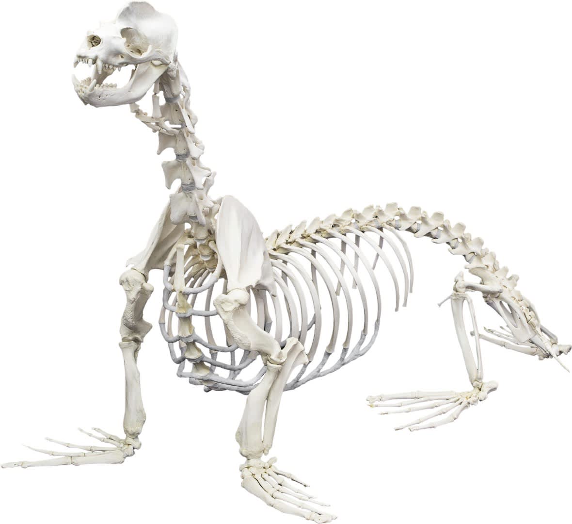 Orlando’s Skeletons: Museum of Osteology Entrance Tickets - Klook客路