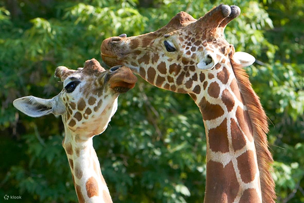 Asahiyama Zoo & Hokuryucho Sunflower no Sato & Mitsui Outlet Park ...