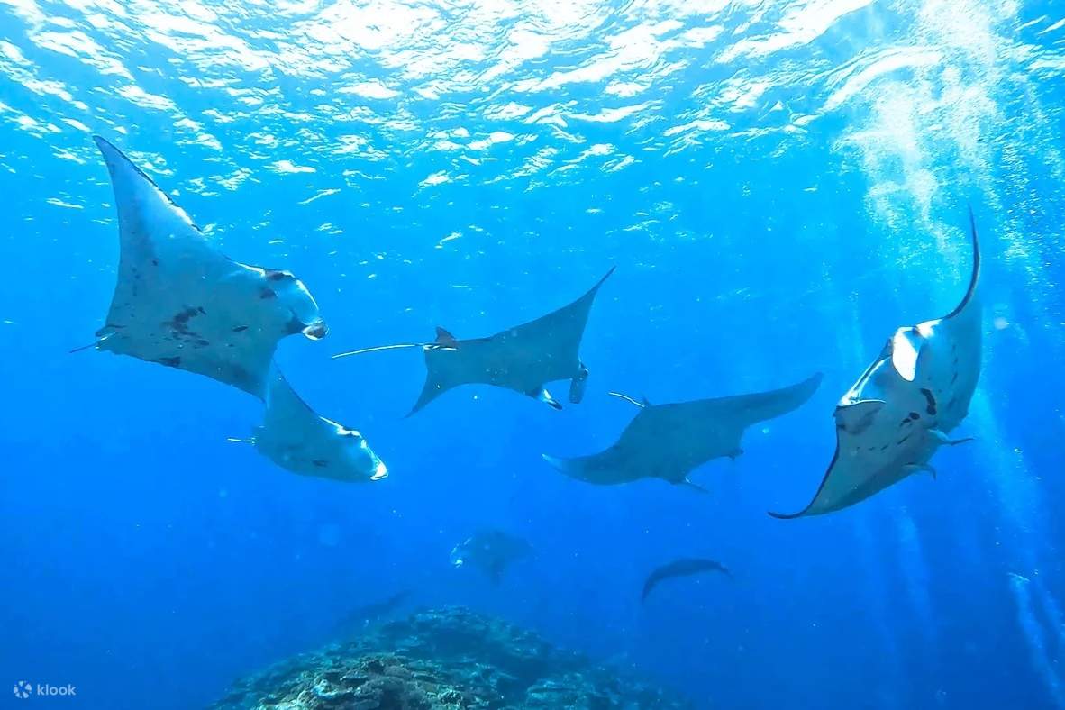 Beginner Scuba Diving with PADI in Ishigaki, Japan - Klook