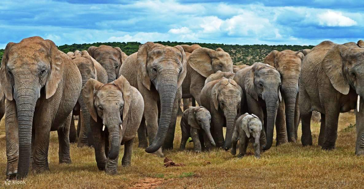 South Africa: 2- Day Addo Elephant National Park Safari - Klook India