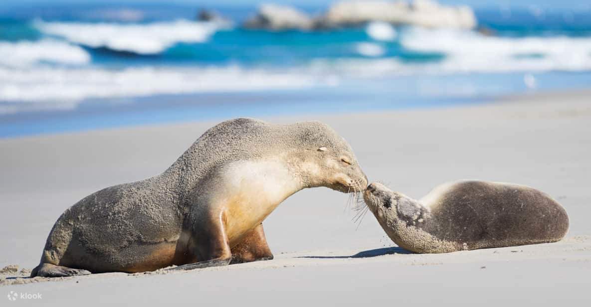 2 Day Kangaroo Island Wildlife and Scenic Tour from Adelaide - Klook