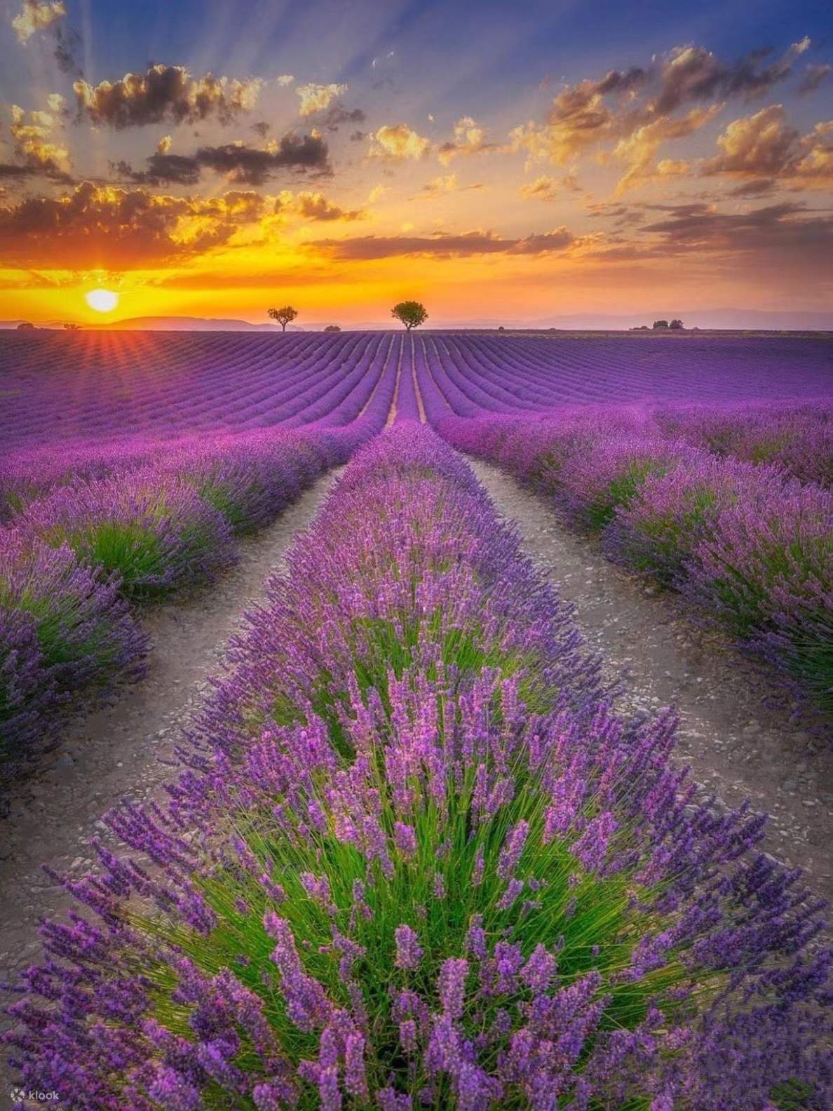 Furano & Biei Blue Pond & Shikisai-no-oka Day Tour - Klook United States