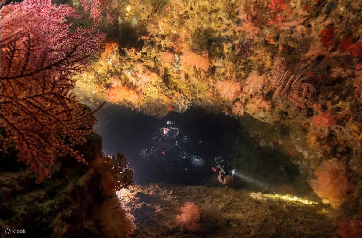 Exciting 1 Night Dive in Moalboal, Cebu with PADI 5 Star Dive Center ...