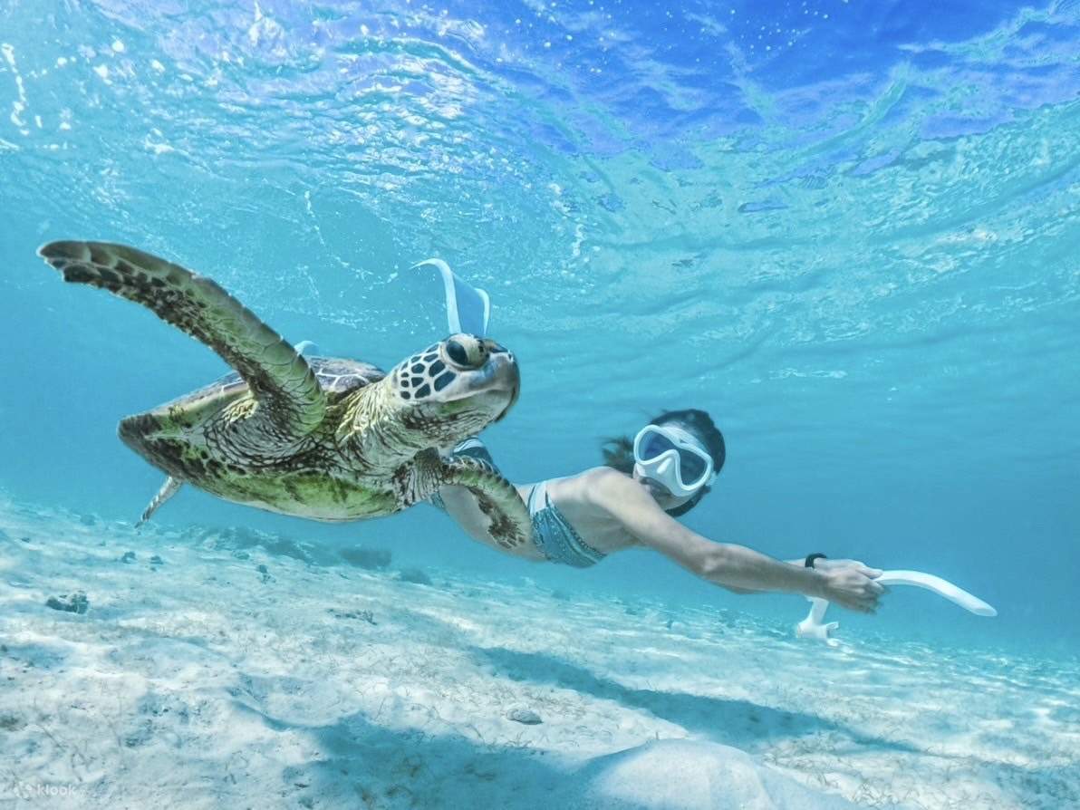 Miyakojima Sea Turtle Snorkeling Half-Day Experience (Okinawa) - Klook ...