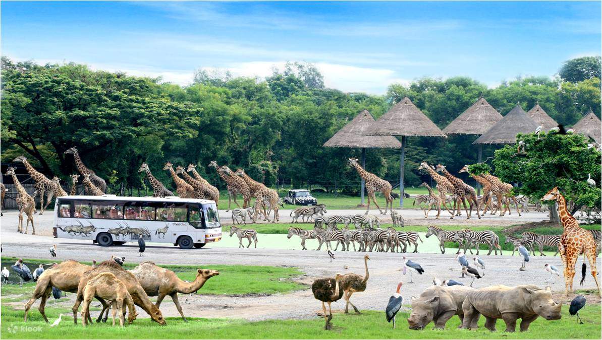 Bangkok Safari World Shared and Private Transfers Service Tour - Klook