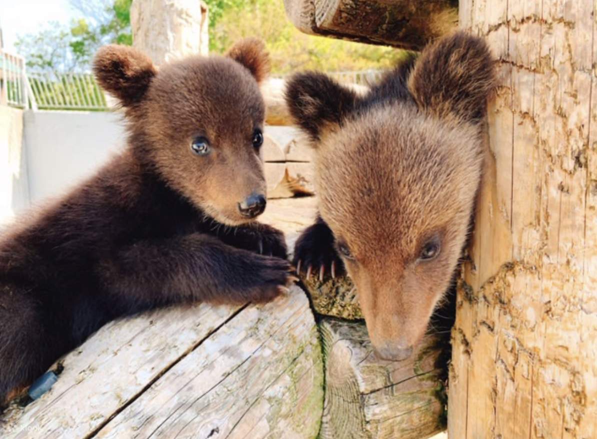 Hokkaido: Noboribetsu & Lake Toya & Hell Valley Day Trip to Snow ...