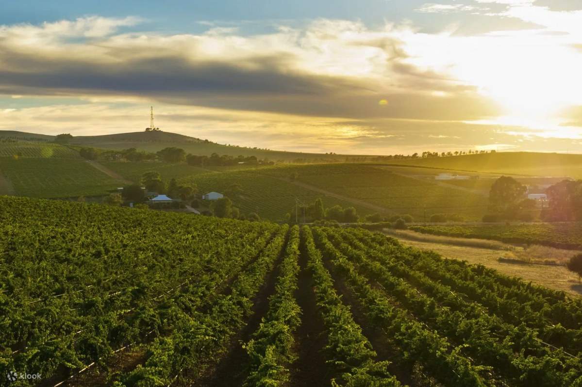 Full Day Clare Valley Wine Tour - Klook