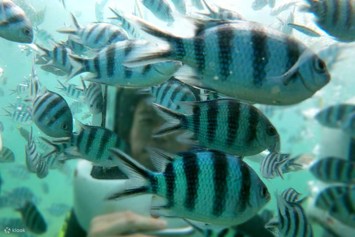 Explore Sabah with Ease: Multi-day Tour in Kota Kinabalu with Korean ...