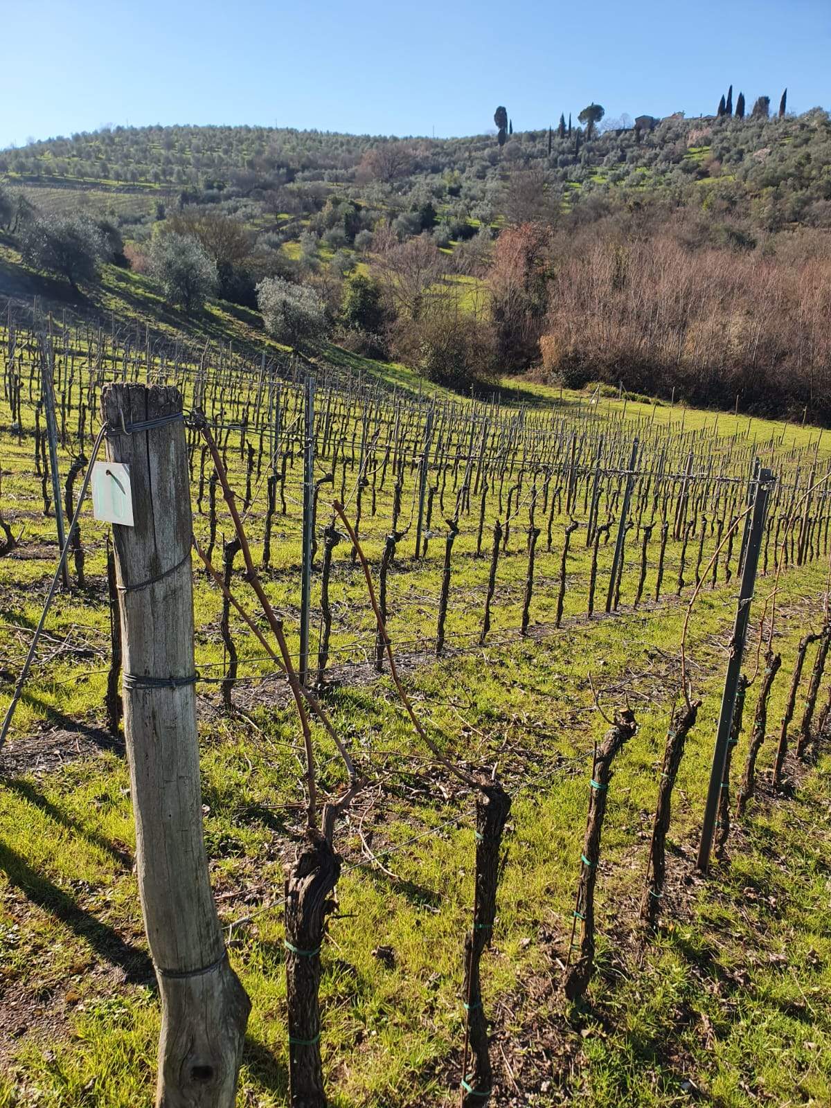 Tuscan Bites & Sips: Discover Tuscany Through Wine - Klook United Kingdom