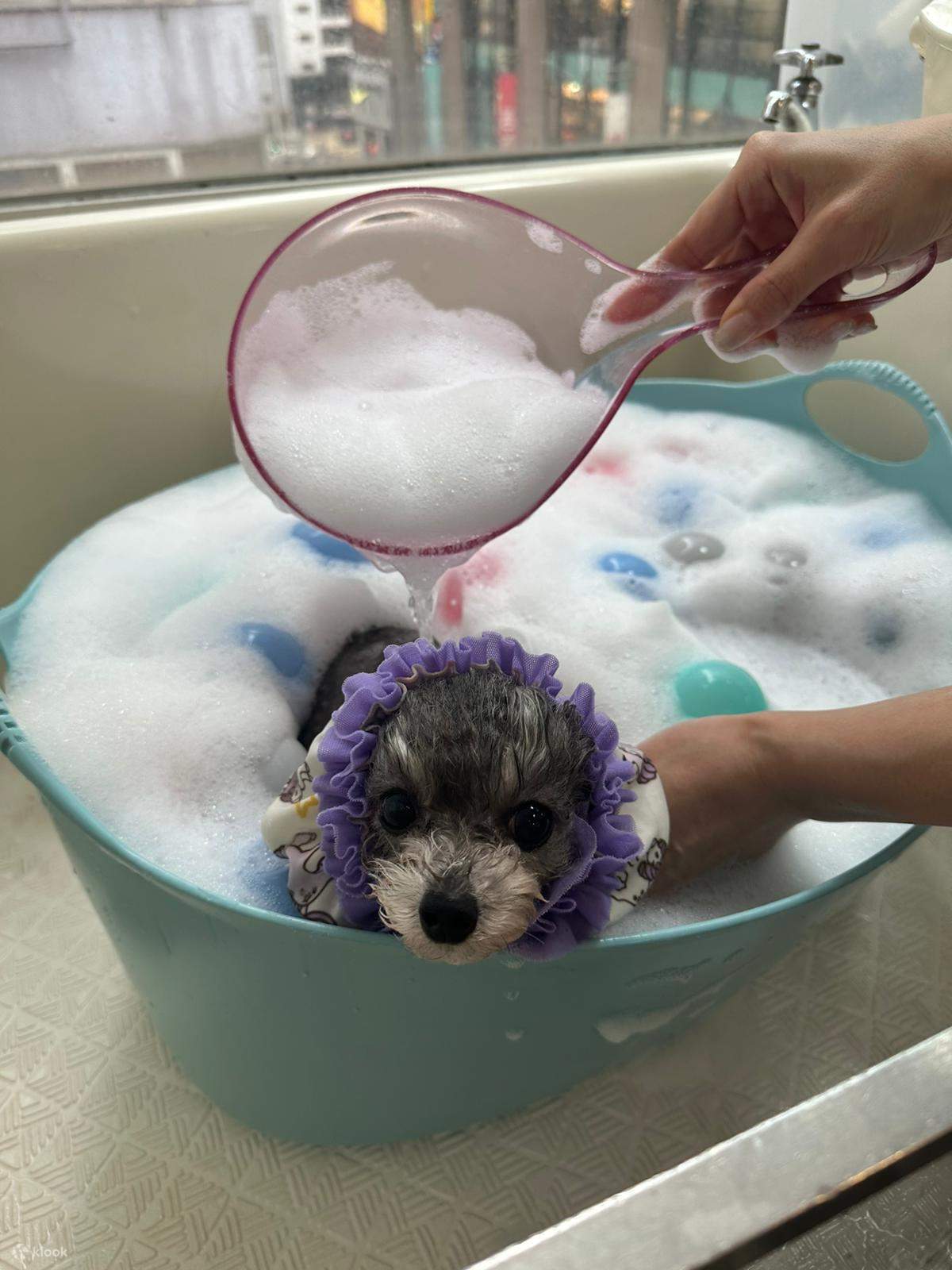 Paw Palace Japanese Pet Spa and Salon - Klook Hong Kong