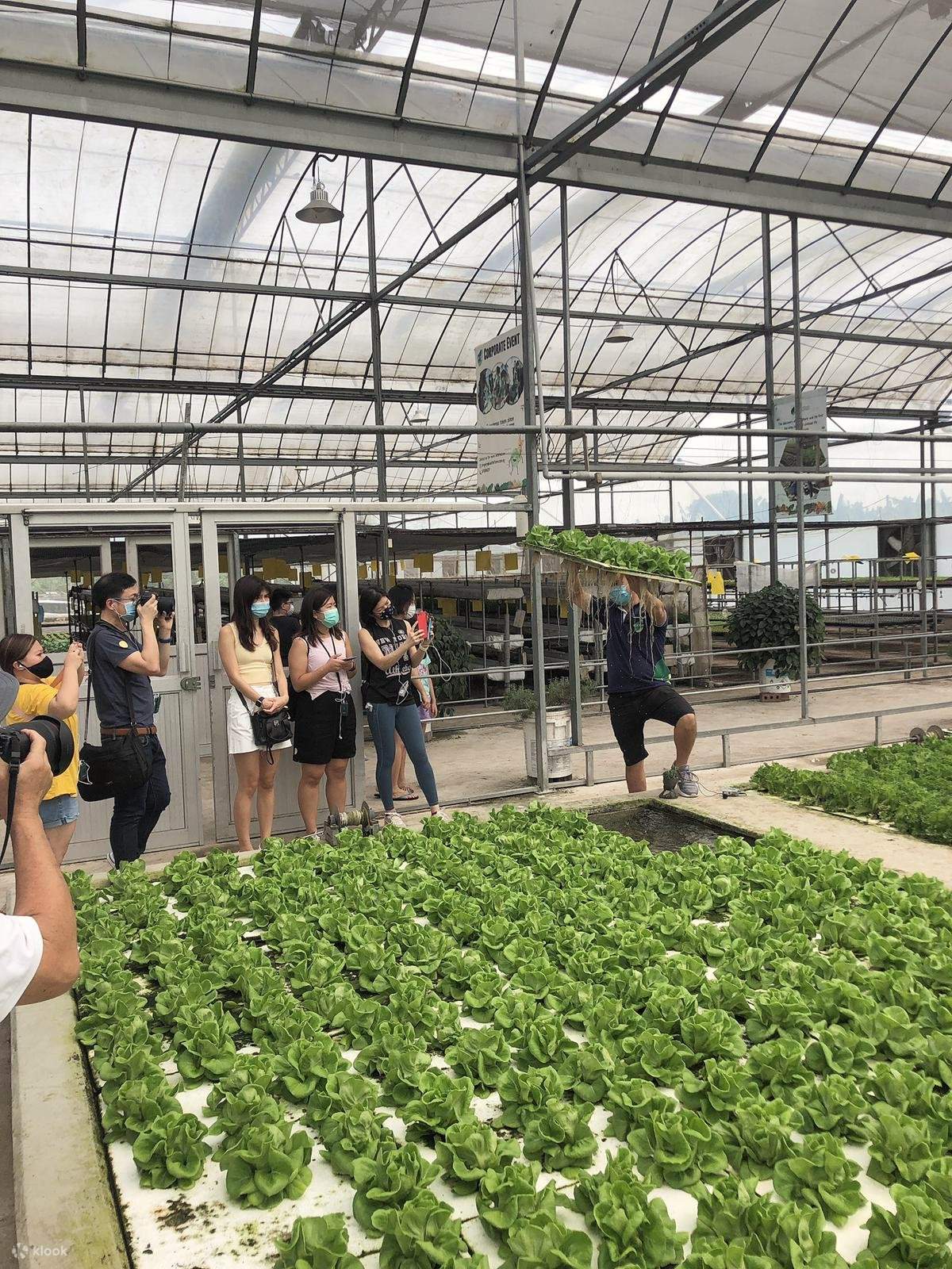 Vegetable Guided Farm Tour and Propagation workshop - Klook United States