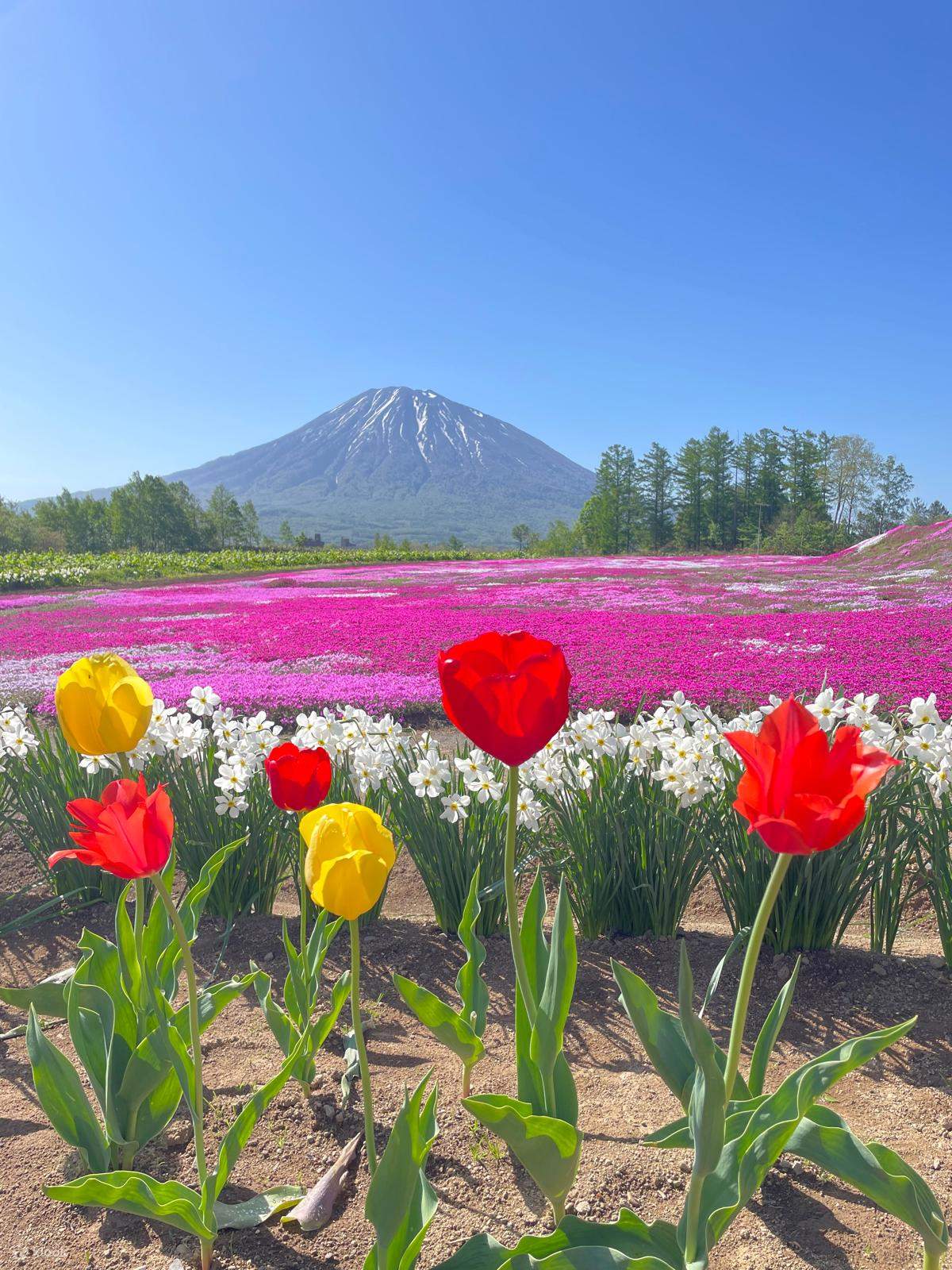 Sapporo Join In One Day Bus Tour - Klook Singapore