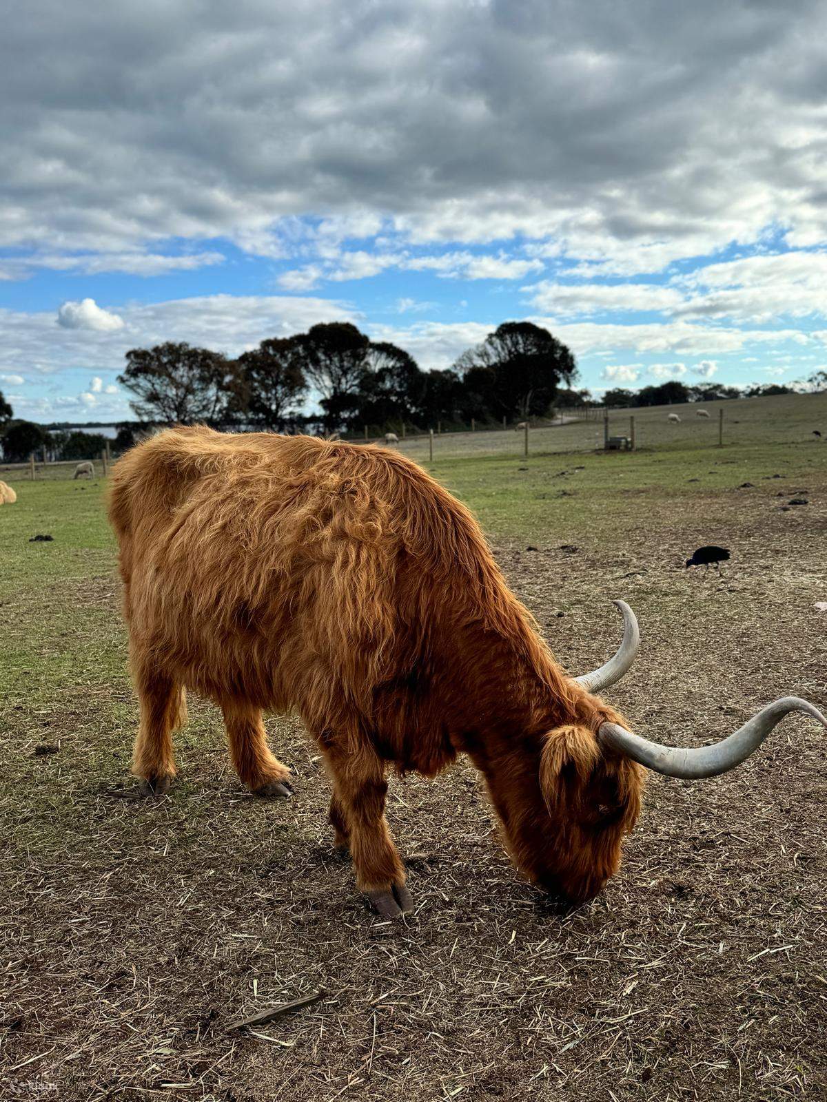 Philip Island Penguin Parade Tours from Melbourne - Klook