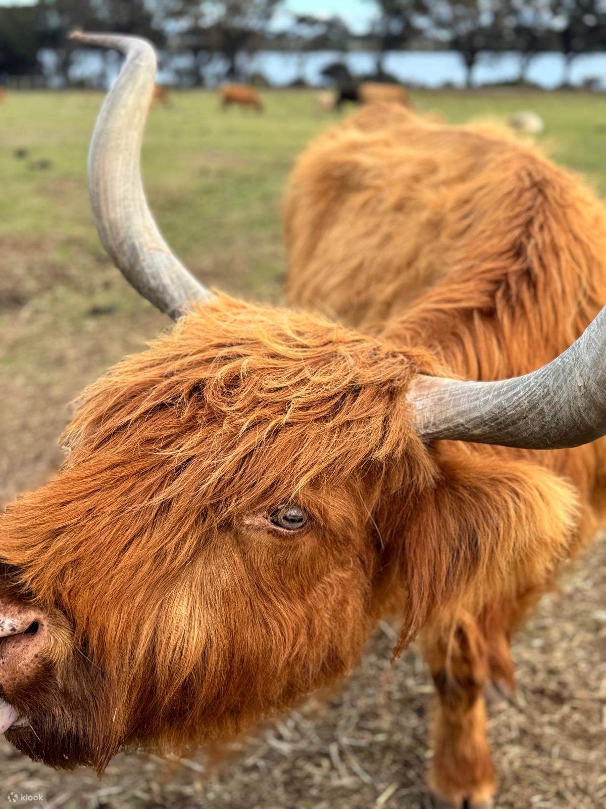 Philip Island Penguin Parade Tours from Melbourne - Klook
