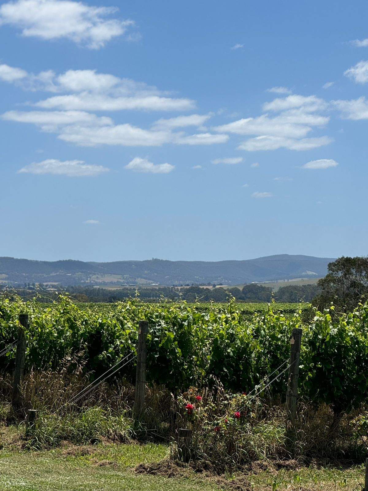 Wine Tasting Yarra Valley Tours from Melbourne - Klook Estados Unidos