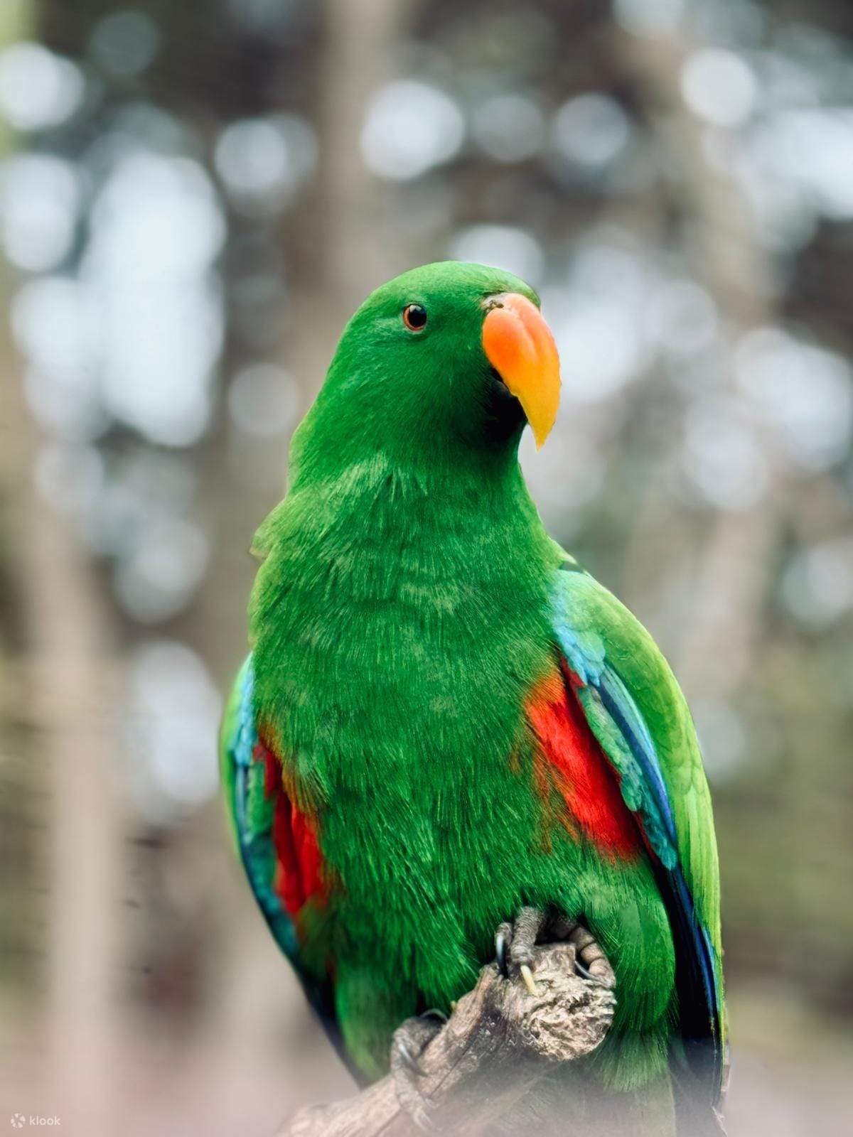 Tour della parata dei pinguini di Phillip Island con partenza da ...