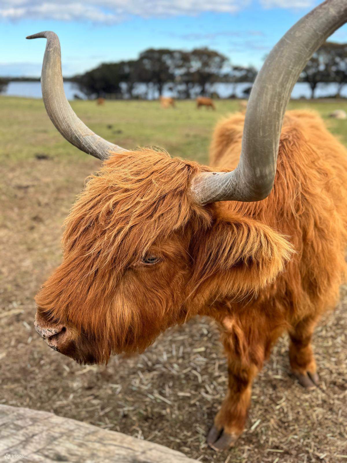 Philip Island Penguin Parade Tours from Melbourne - Klook