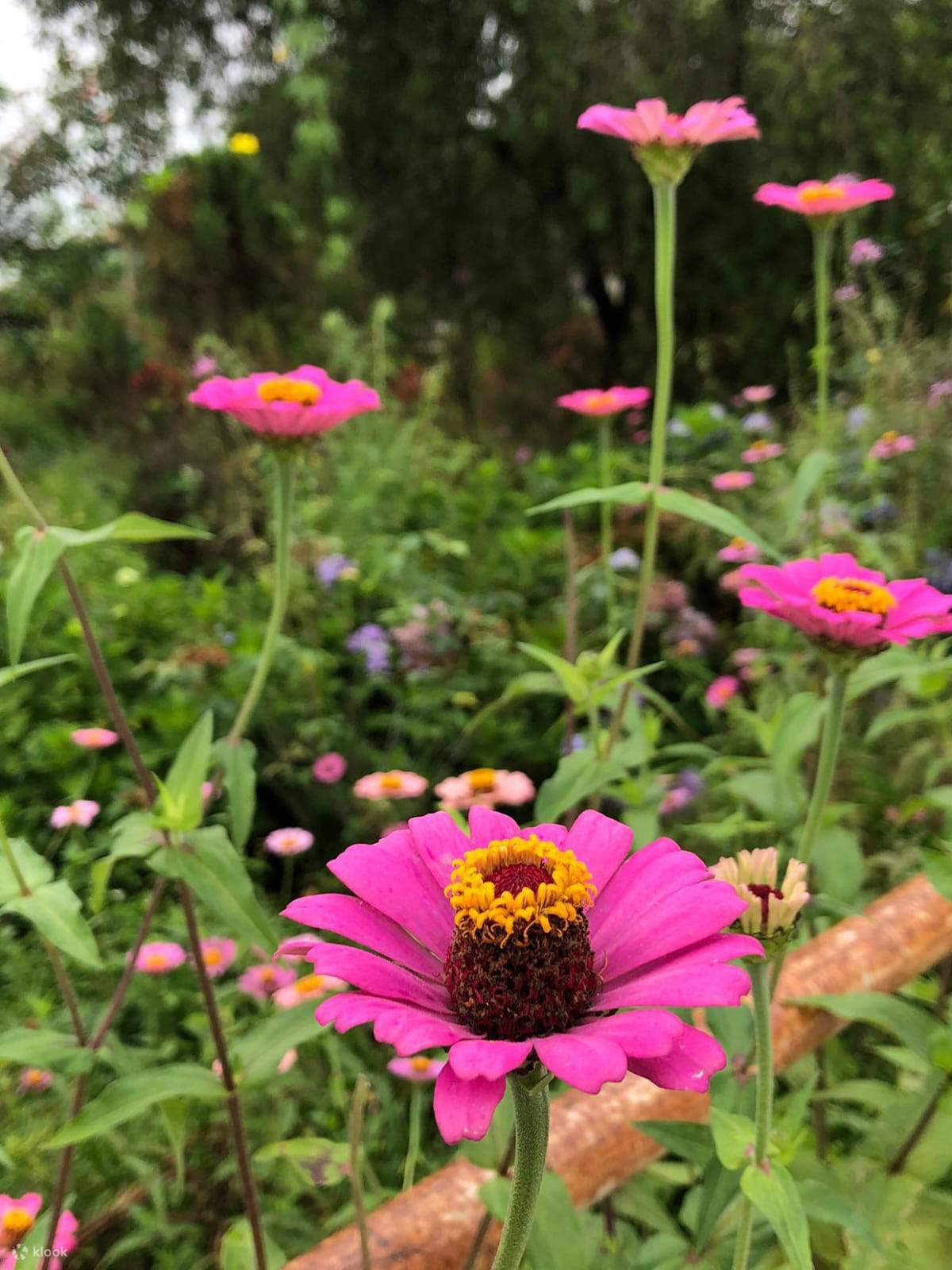 From Pokhara: Morning Hike to World Peace Stupa Through Queen Forest ...