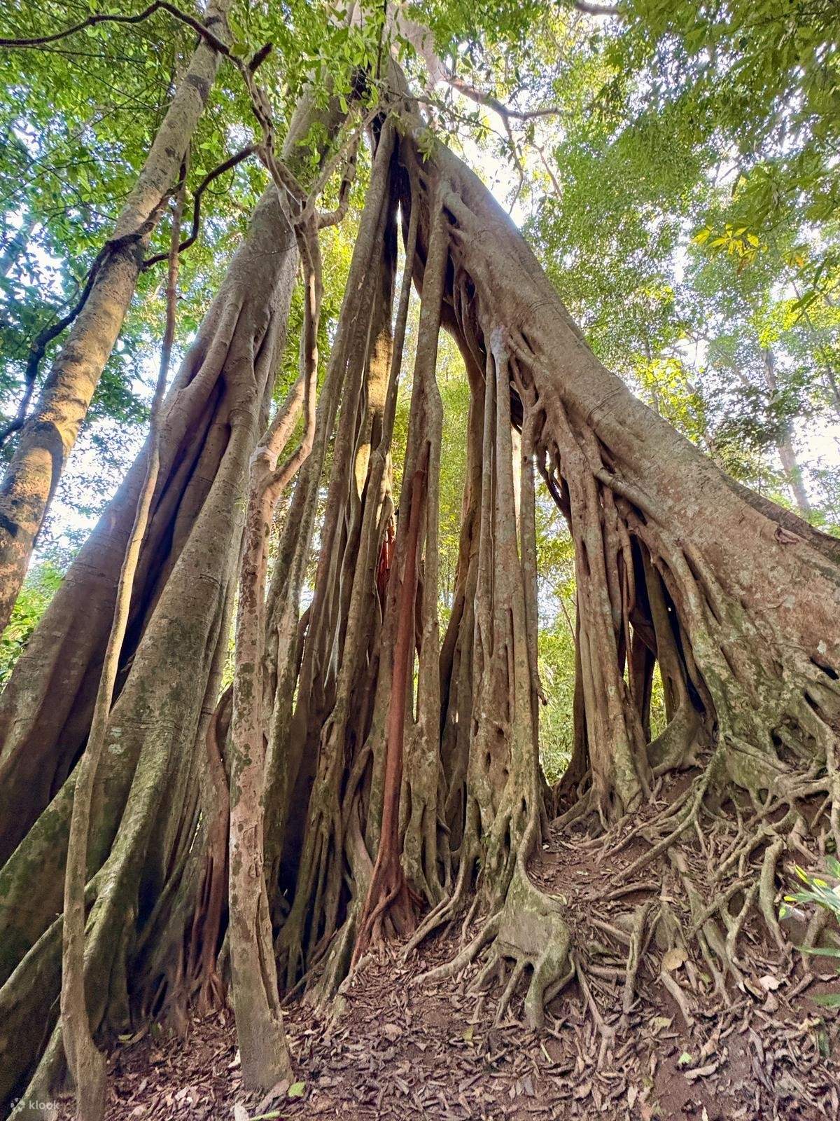 Kembara Pengembaraan di Taman Negara Doi Suthep Pui - Klook Amerika ...