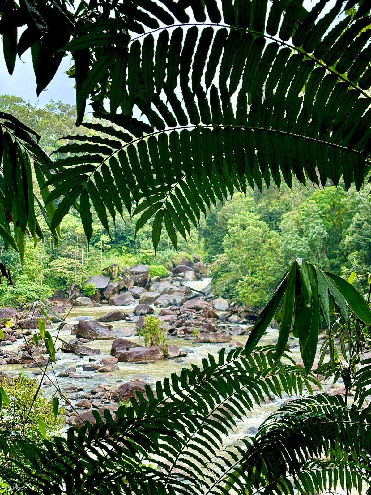Sinharaja Rain Forest & Tea Factory Private Trip - Klook United States
