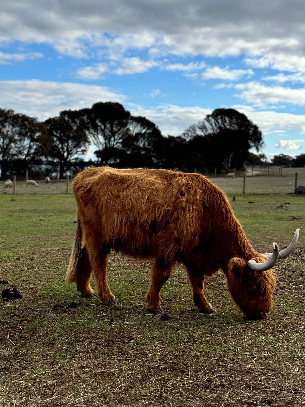 Philip Island Penguin Parade Tours from Melbourne - Klook