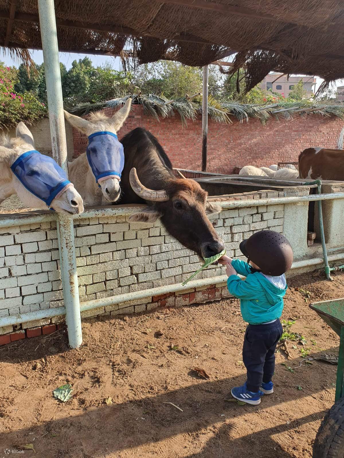 Rustic Lunch with Scenic Views and an Authentic Experience - Klook ...