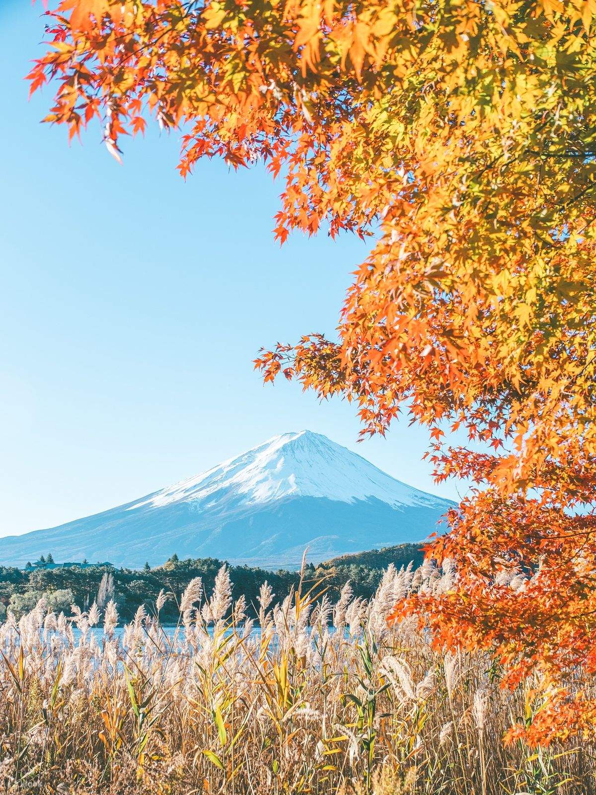 Mount Fuji Yamanashi Fruit Picking & Kawaguchiko Landmark Sightseeing ...