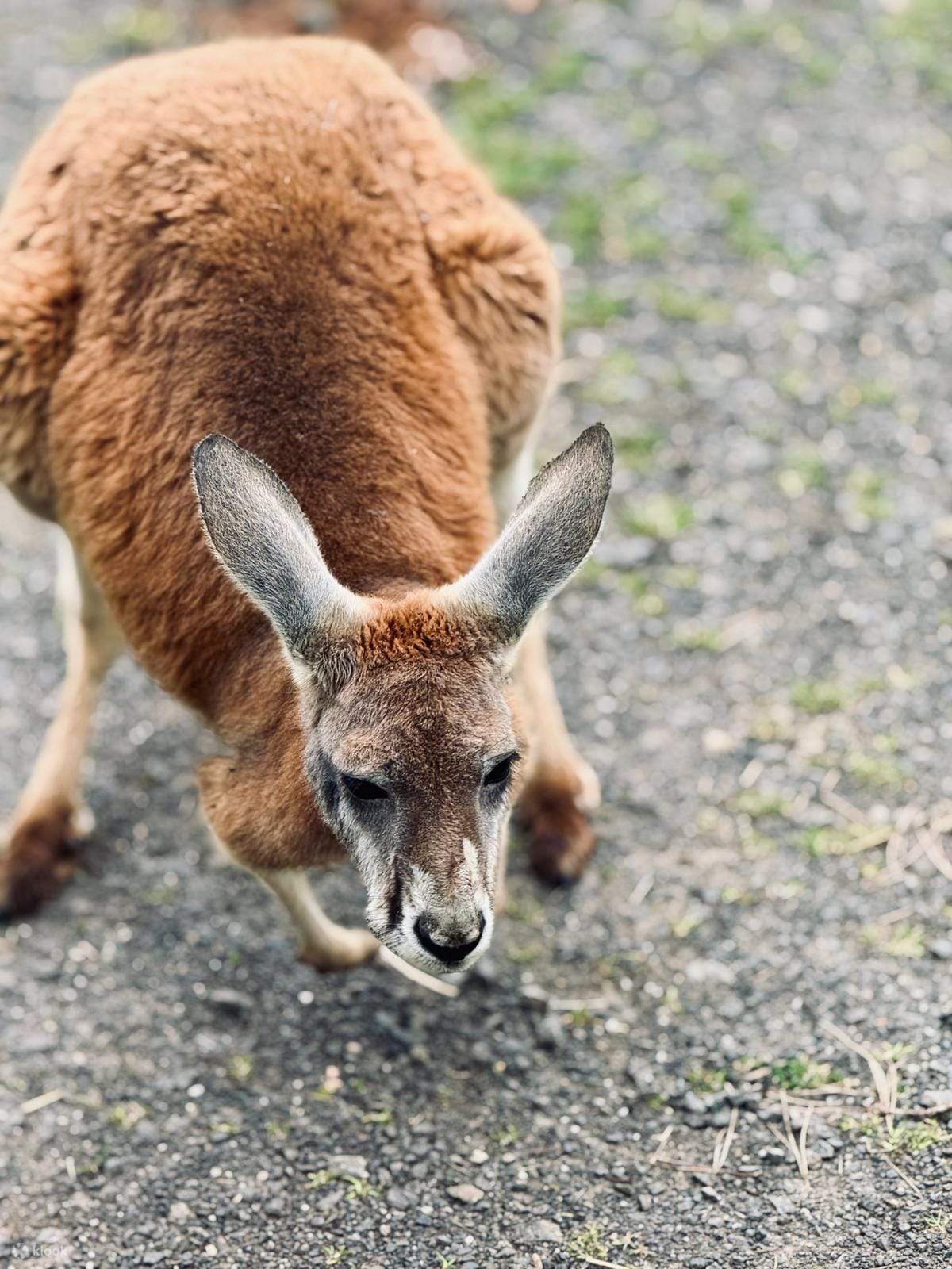Tour della parata dei pinguini di Phillip Island con partenza da ...