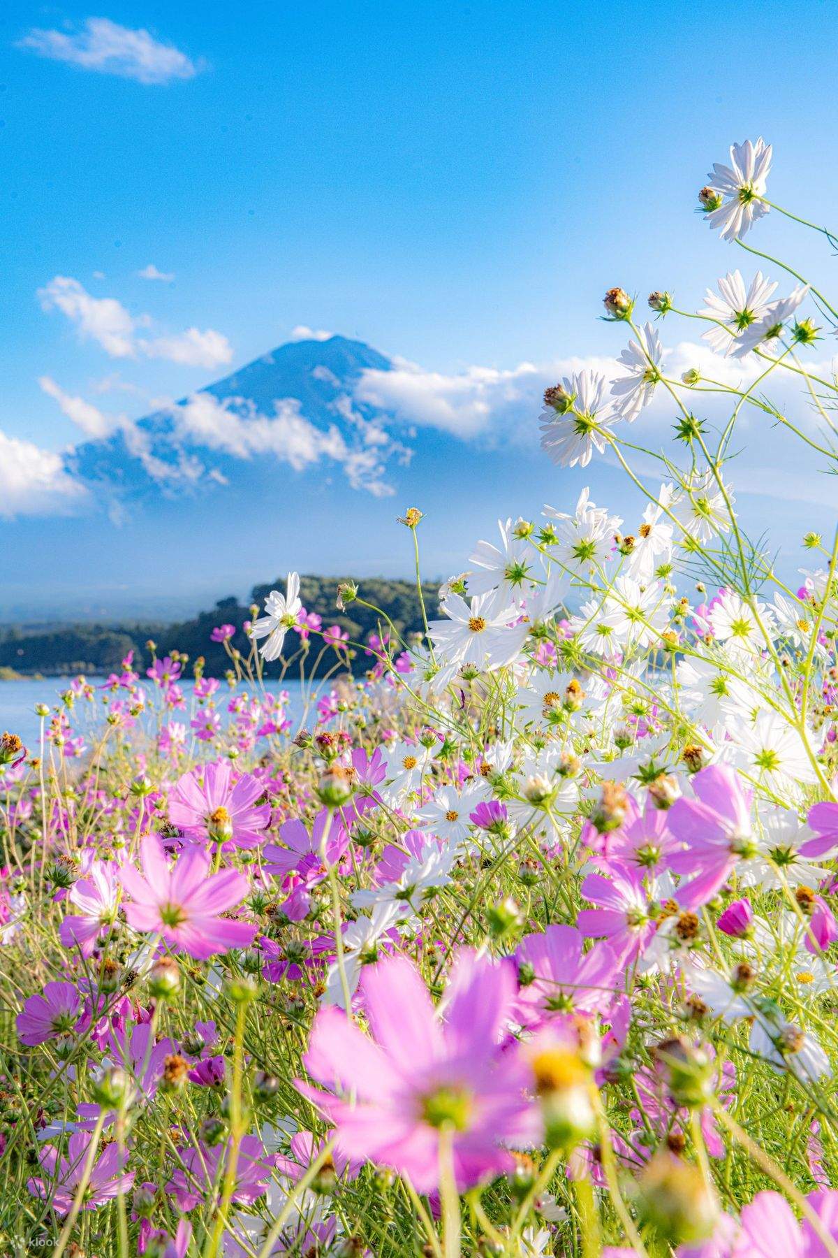 Mount Fuji Yamanashi Fruit Picking & Kawaguchiko Landmark Sightseeing ...