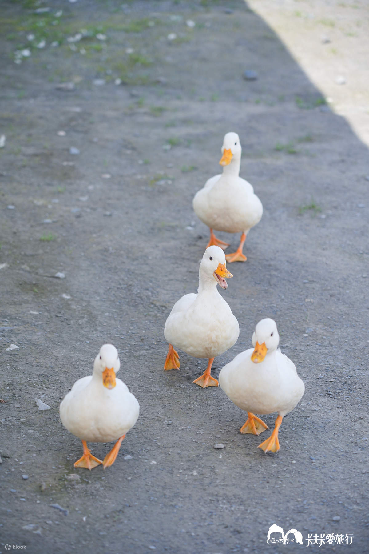 Yilan Slow Farm Ticket - Klook