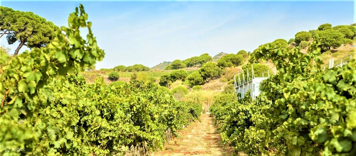 Vineyards & Wine Tour from Barcelona with Sailing Adventure - Klook