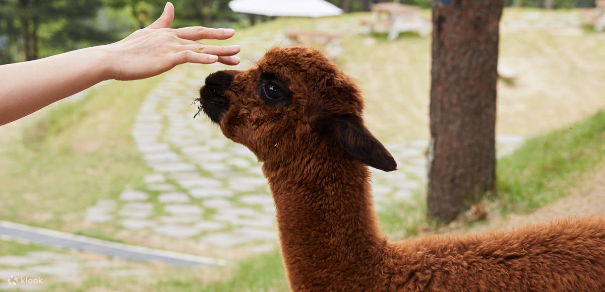 Nami Island & Chuncheon Samaksan Cable Car One-day Sightseeing Tour ...