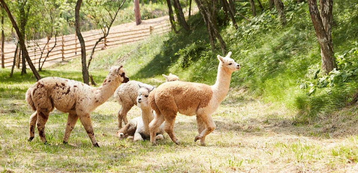 Nami Island & Chuncheon Samaksan Cable Car One-day Sightseeing Tour ...