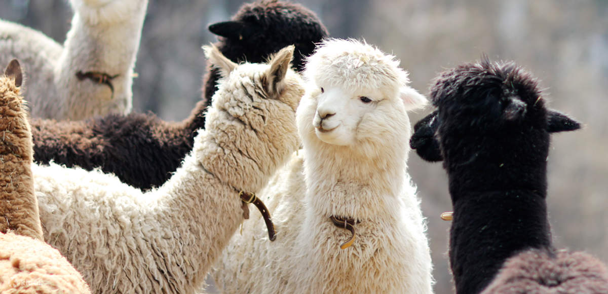 Alpaca World, Nami Island & Rail Bike 1 Day Tour - Klook Singapore