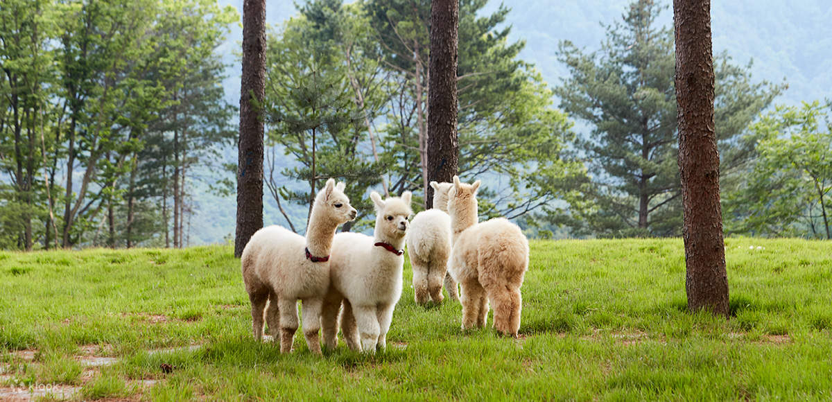 Alpaca World, Nami Island & Rail Bike 1 Day Tour - Klook Singapore