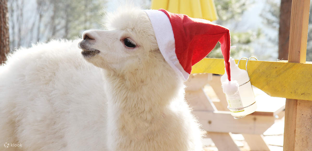 Up to 10% Off | Alpaca World, Nami Island & Rail Bike 1 Day Tour ...