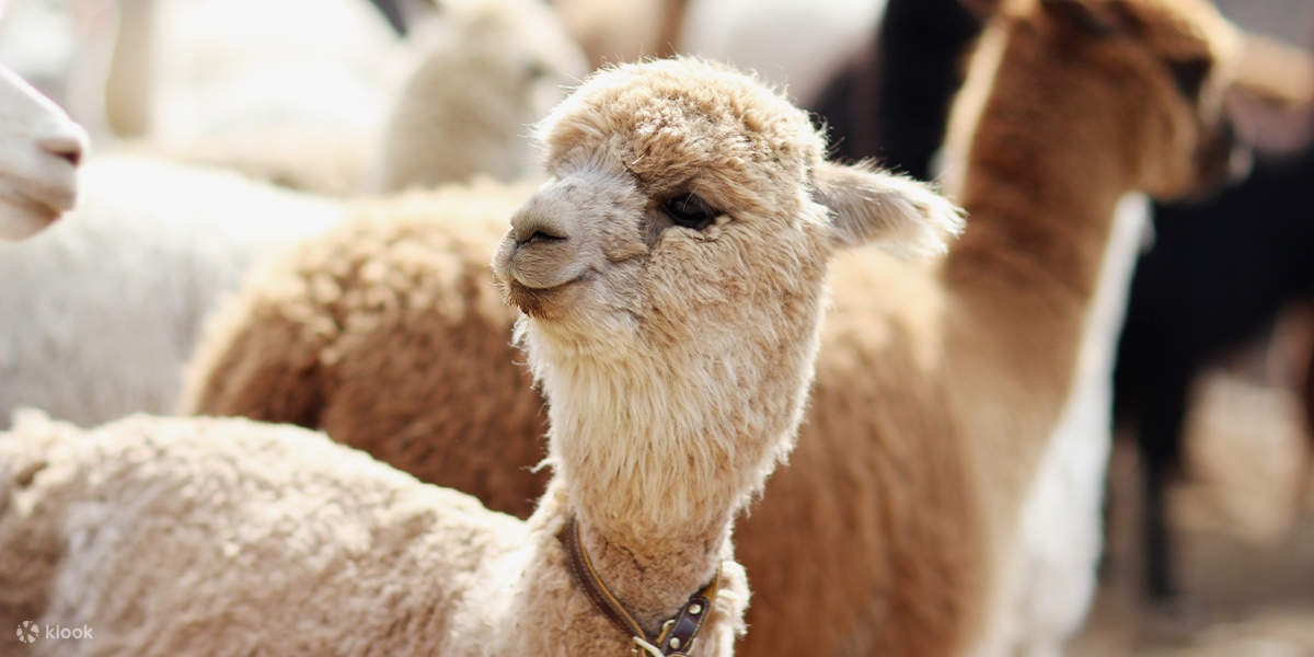 Book Nami Island, Alpaca Pasture & The Garden of Morning Calm Day Tour ...