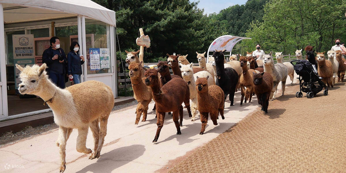 Nami Island, Alpaca Pasture & The Garden of Morning Calm Tour - Klook