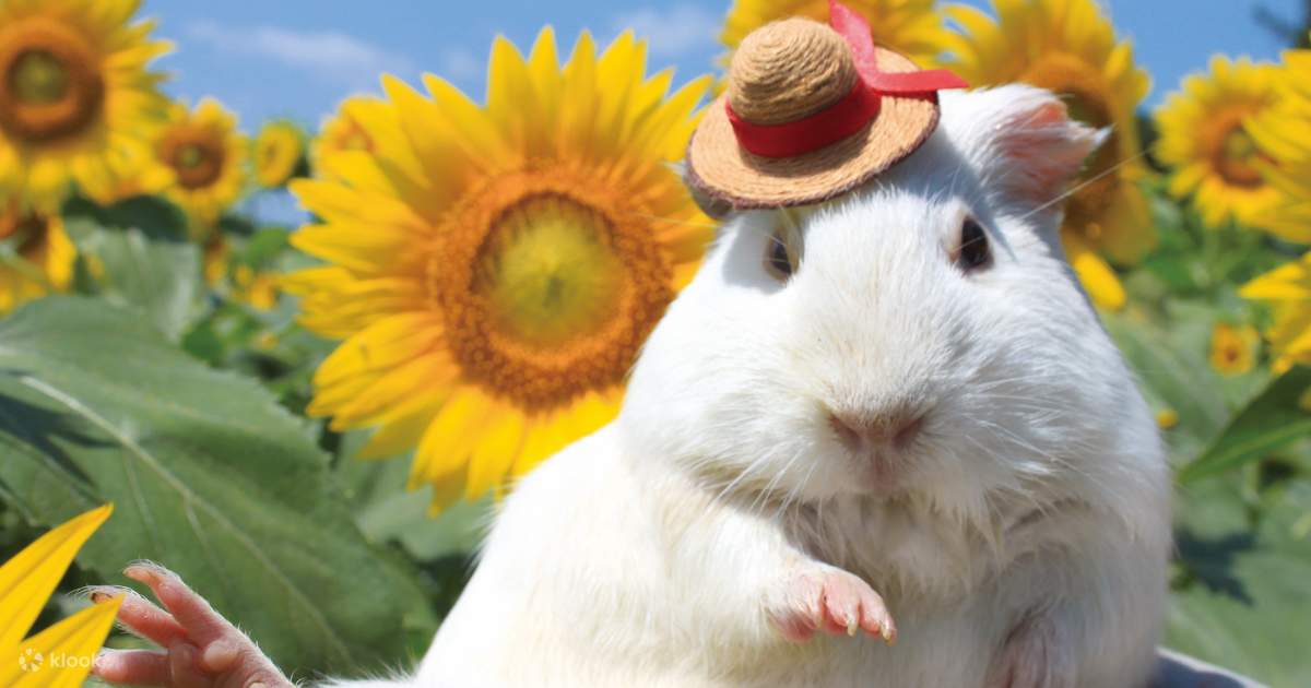 Narita Dream Dairy Farm Ticket, Japan